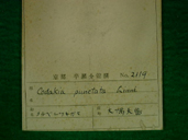 2119|Codakia punctata|クチベニツキガイ