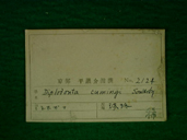 2124|Cycladicama cumingii|シオガマ