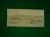 2125|Cycladicama coreensis|オウバイ