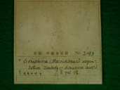 2193|Gomphina aequilatera|オキアサリ