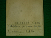 2211|Protothaca jedoensis|オニアサリ