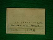 2214|Irus mitis|マツカゼガイ